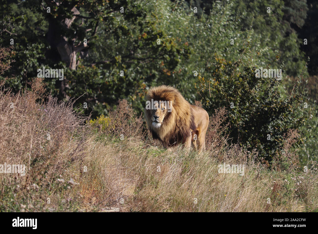 Male Lion Simba (Panthera leo Stock Photo - Alamy
