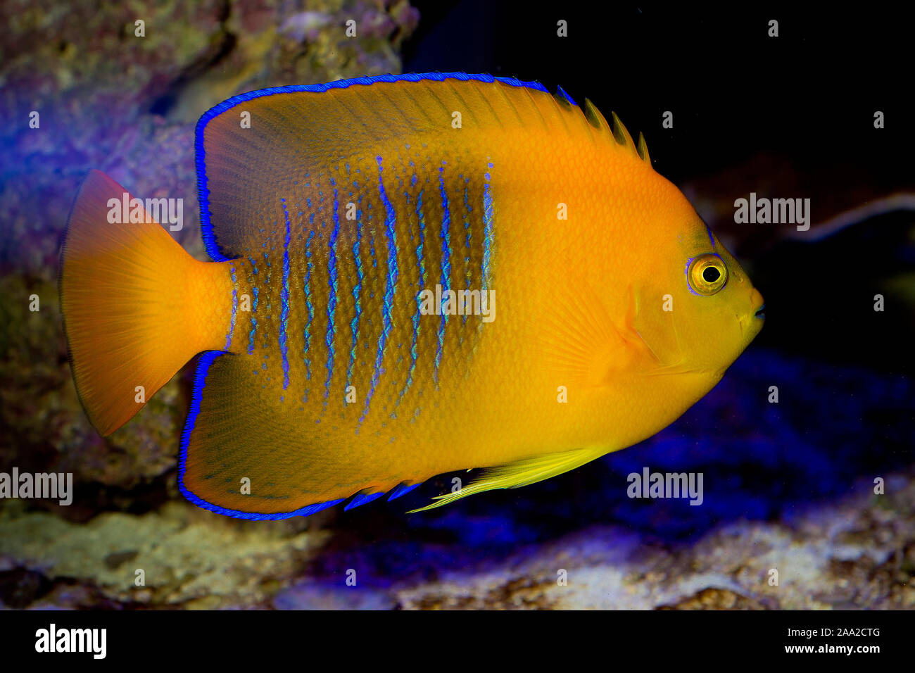 Clarion angelfish (Holacanthus clarionensis Stock Photo - Alamy