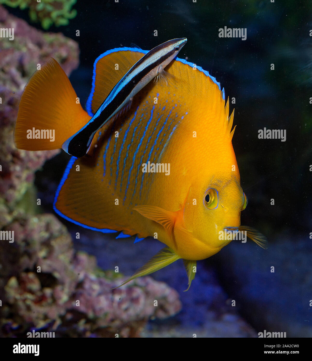 Parasites in fish hi-res stock photography and images - Alamy