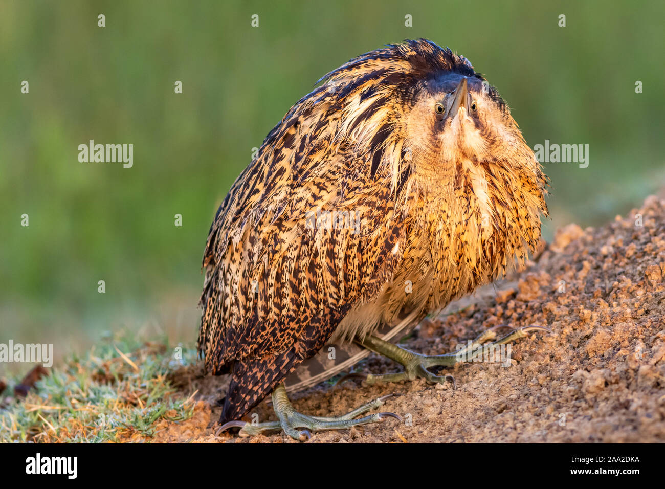 eurasian bittern or great bittern or botaurus stellaris closeup ...