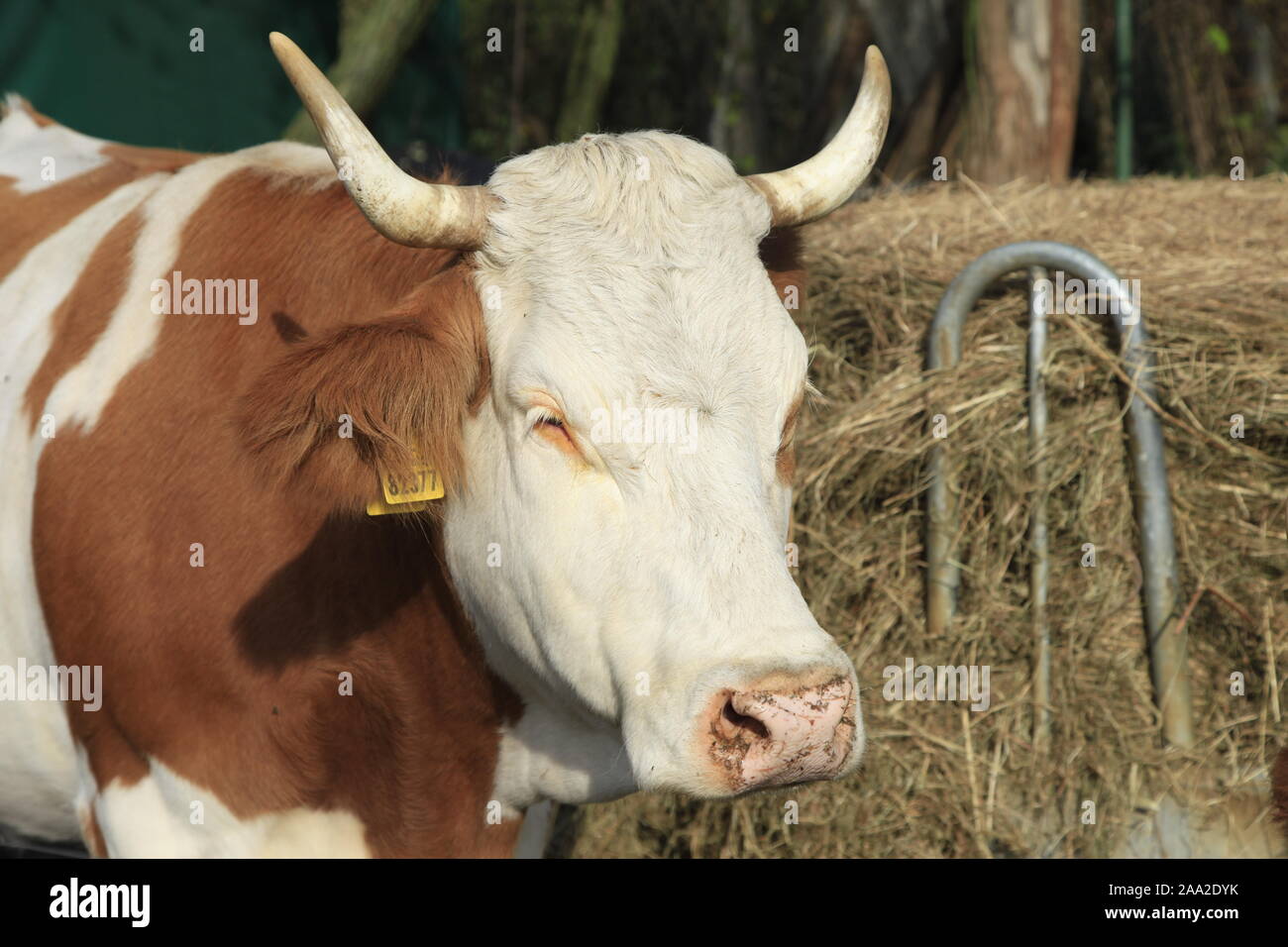 Cow Hay Stock Photos & Cow Hay Stock Images - Alamy