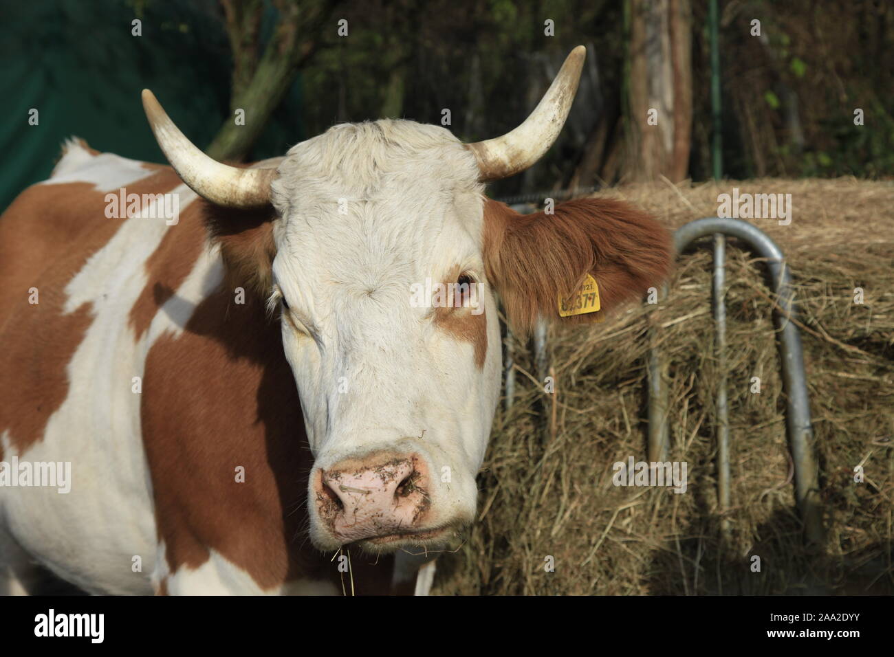 Cow hay hi-res stock photography and images - Alamy