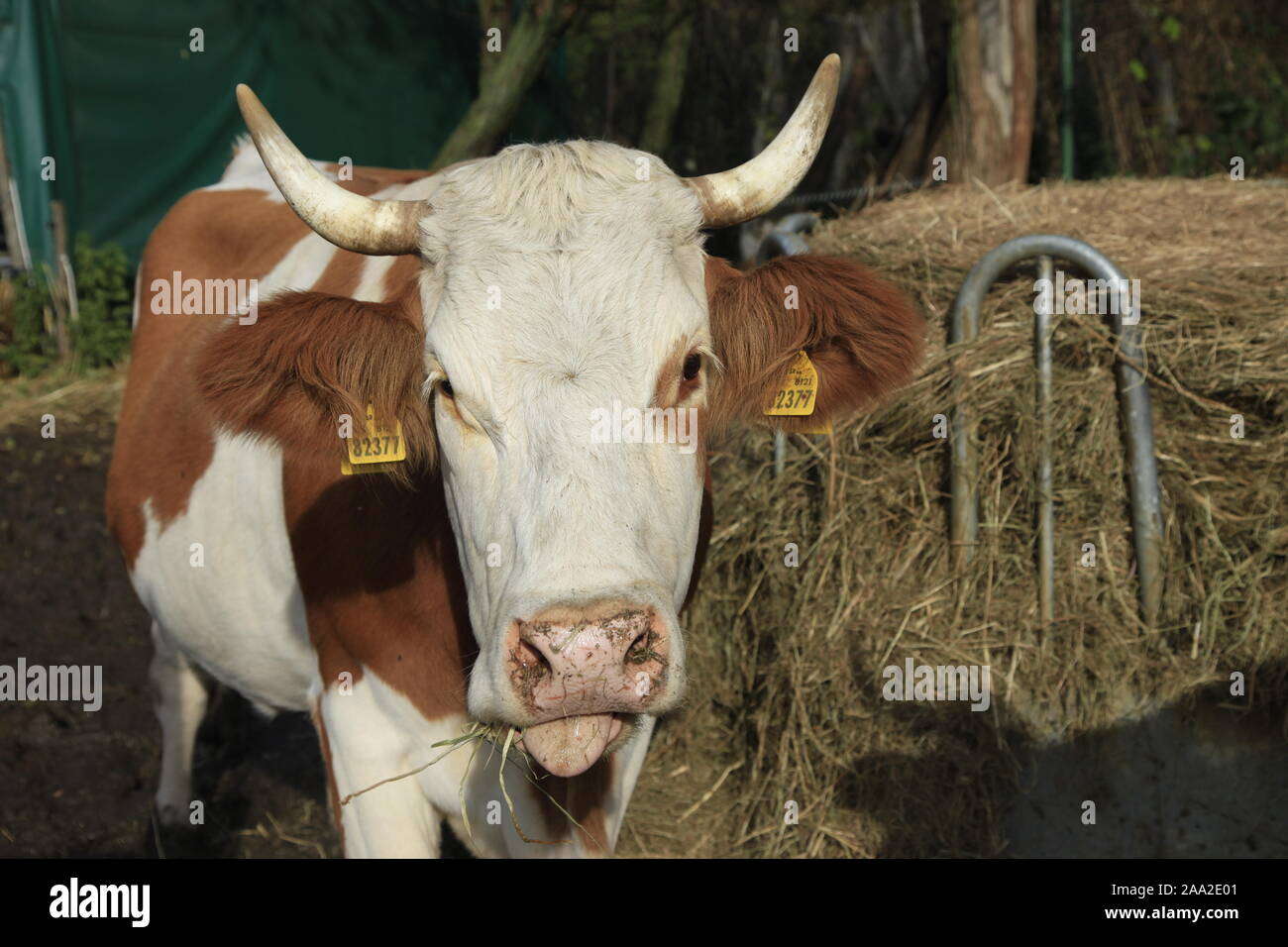 Cow hay hi-res stock photography and images - Alamy