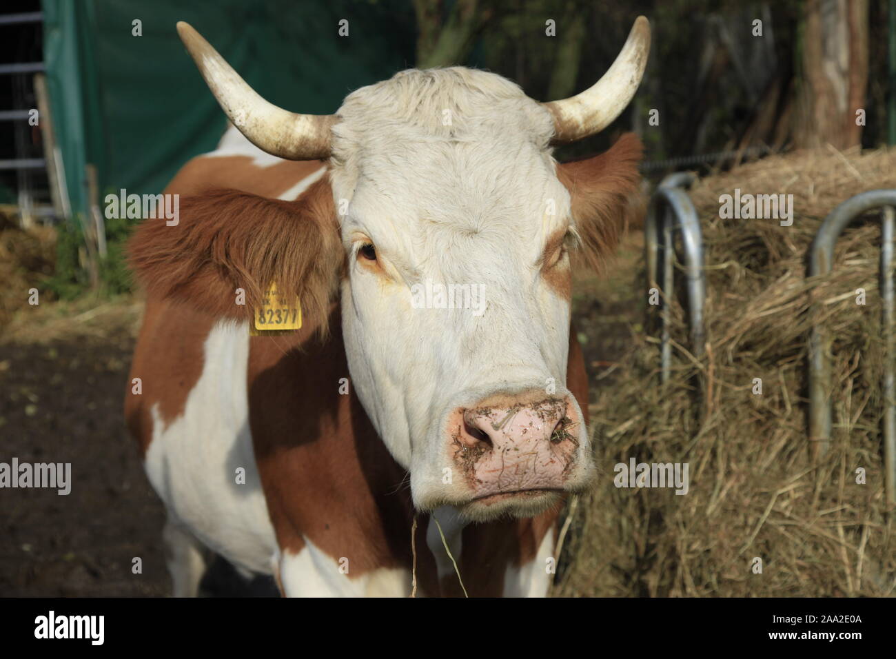 White cow with hay hi-res stock photography and images - Alamy