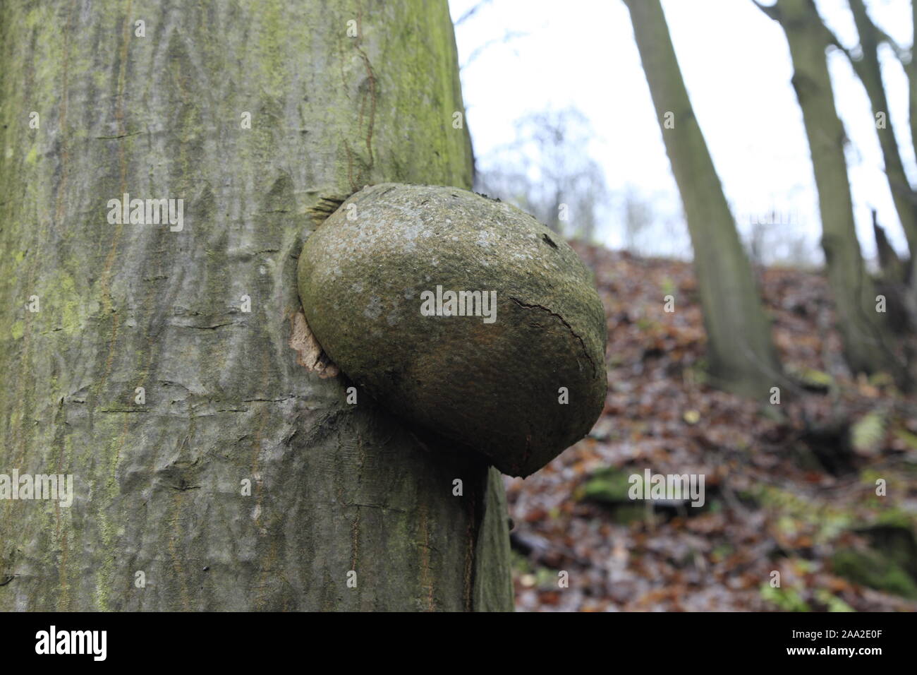 Hornbeam tree hi-res stock photography and images - Alamy