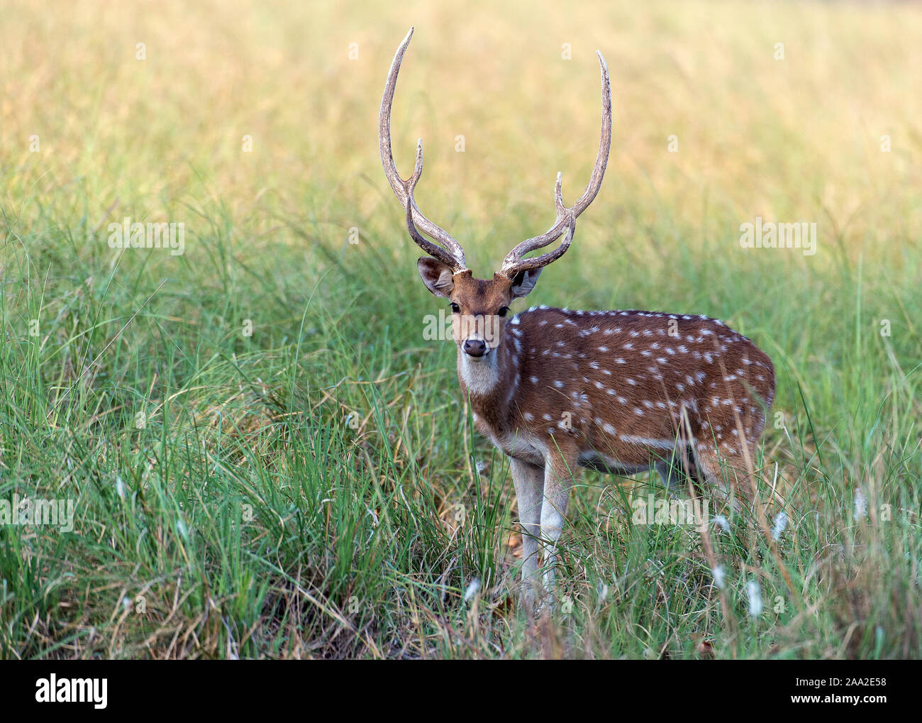 Young male spotted deer from Kanha National Park, India Stock Photo - Alamy