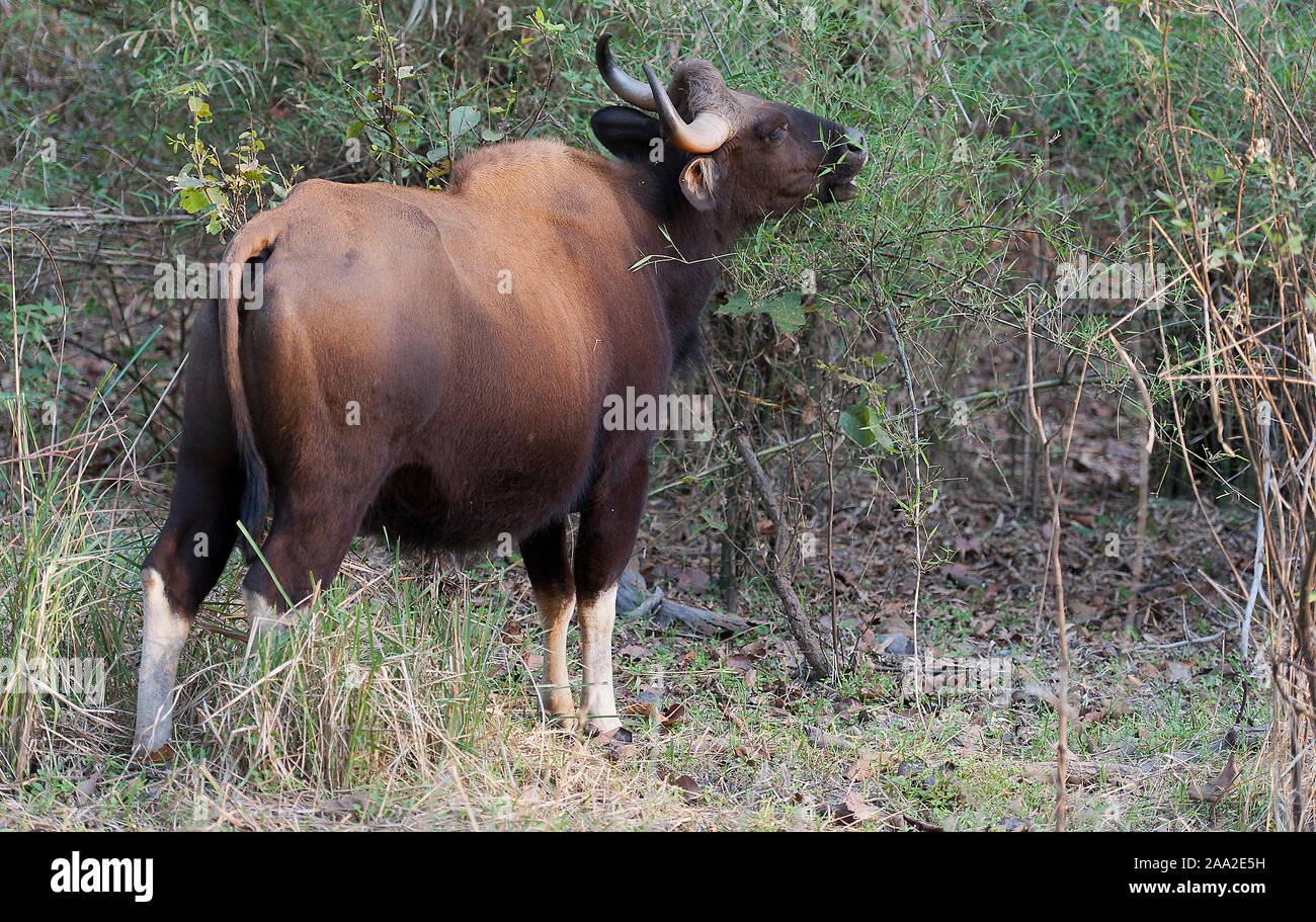 Indian bison (gaur, Bos gaurus) feeding on leaves in Kanha National ...