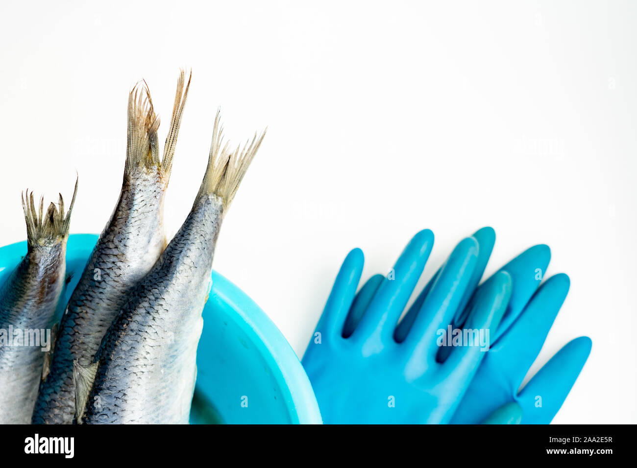 Frozen fish in a blue basin on a white background. Selective focus on ...