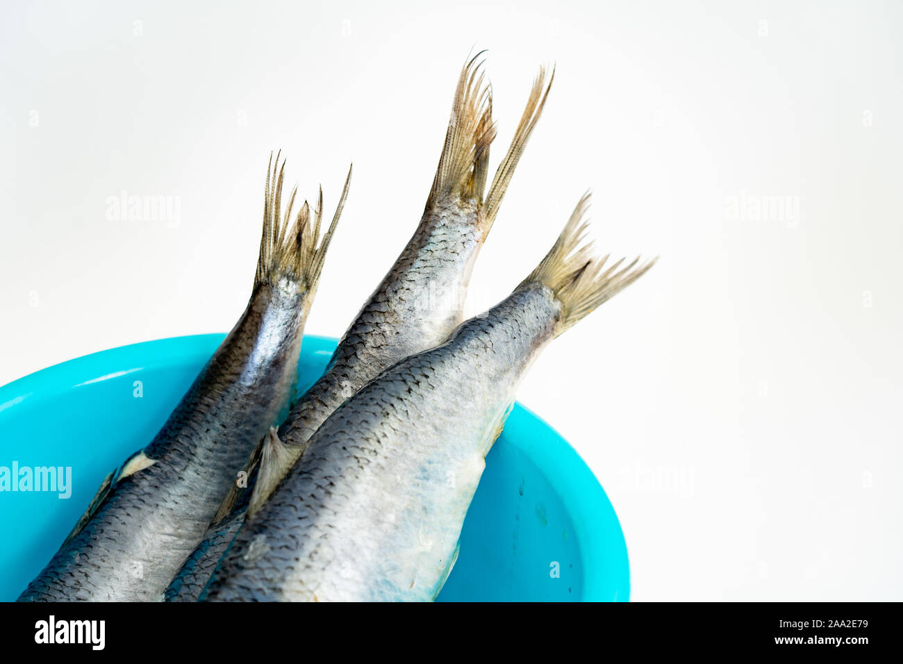 Frozen fish in a blue basin on a white background. Selective focus on ...