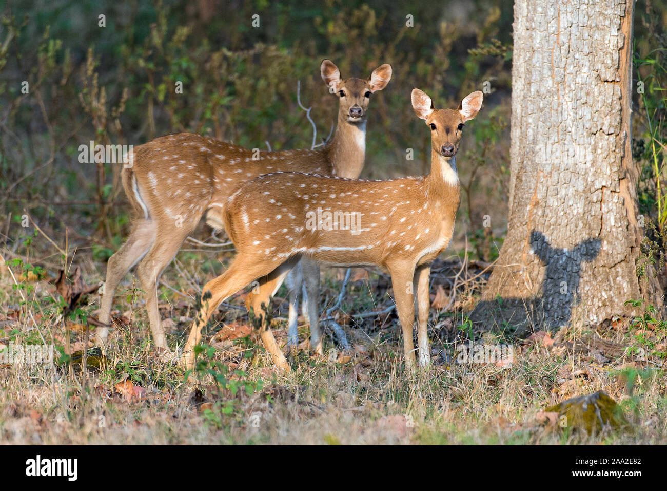 Chitra horin hi-res stock photography and images - Alamy
