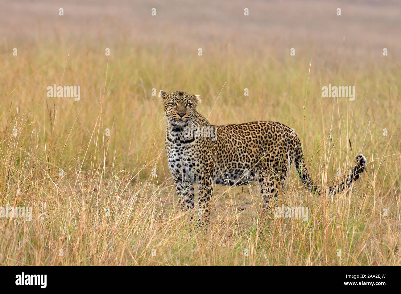 Leopard, Panthera pardus, in the plains of Maasai Mara Stock Photo - Alamy