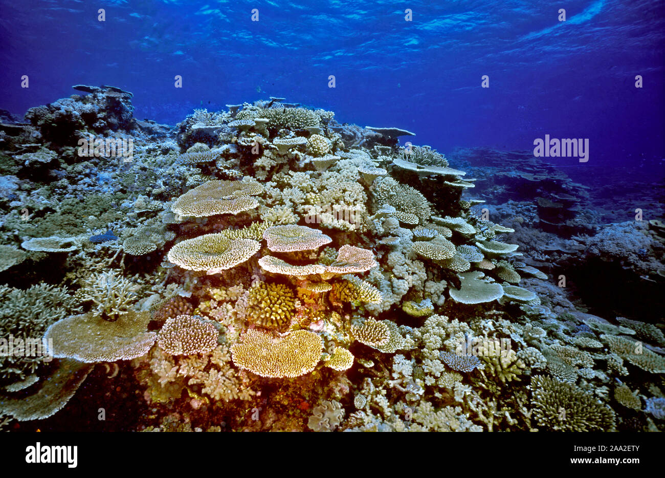 Stunning growth of table-shaped Acropora stony corals at Hardy Reef in ...