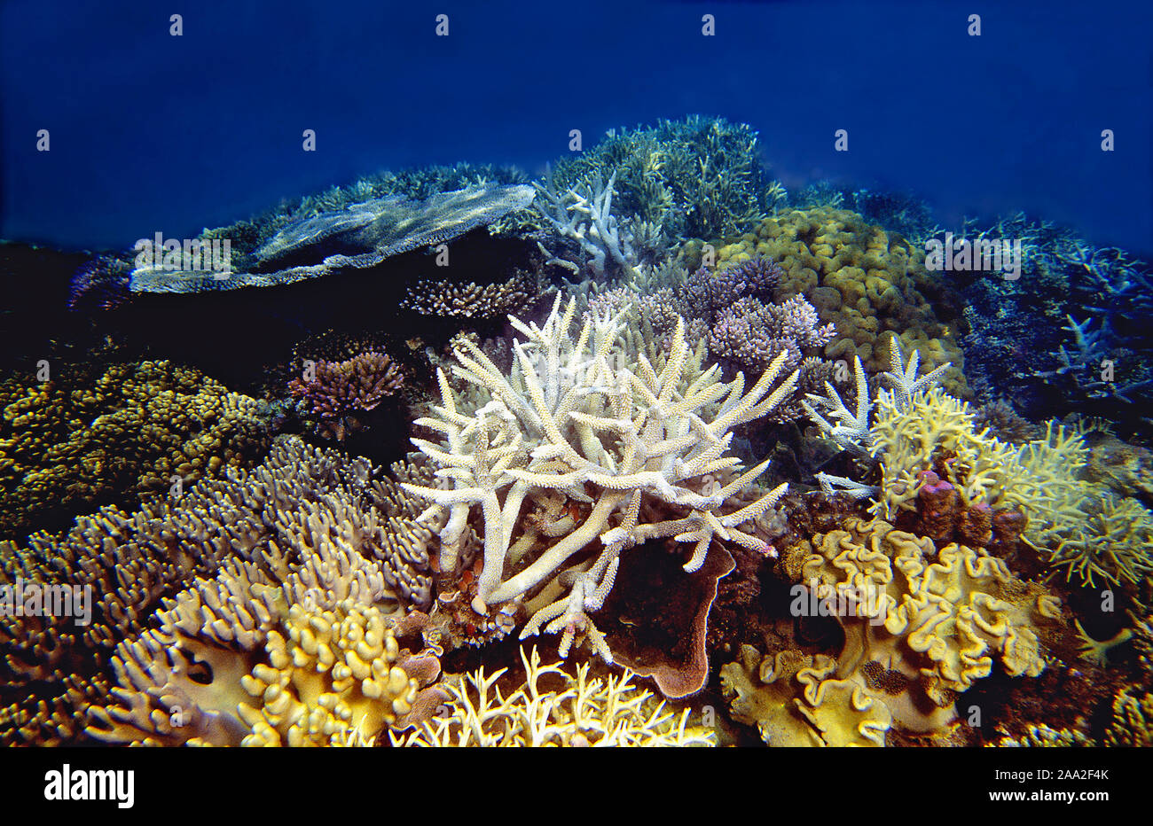 Growth of coral at Whitsunday Island, Great Barrier Reef, Australia ...