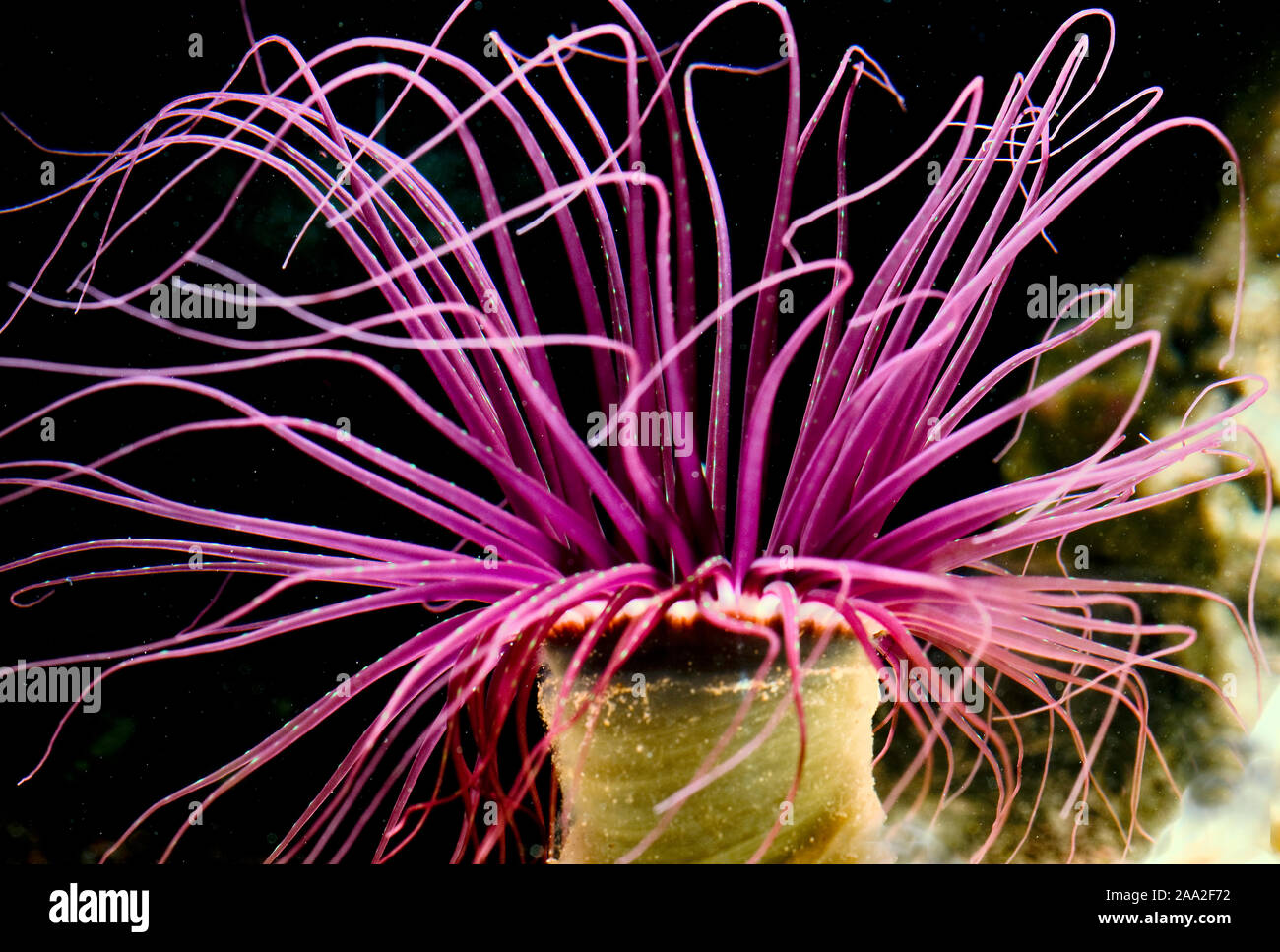 Tube Anemone - Cerianthus sp Stock Photo - Alamy