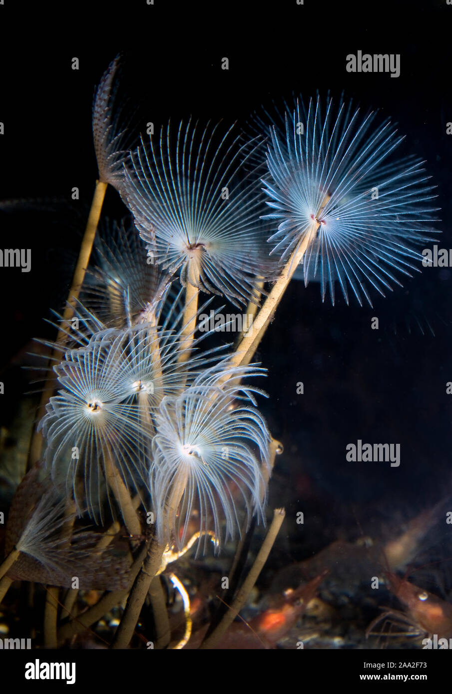 Peacock Worm (Sabella pavonina) is a common tube-dwelling Polychaet ...