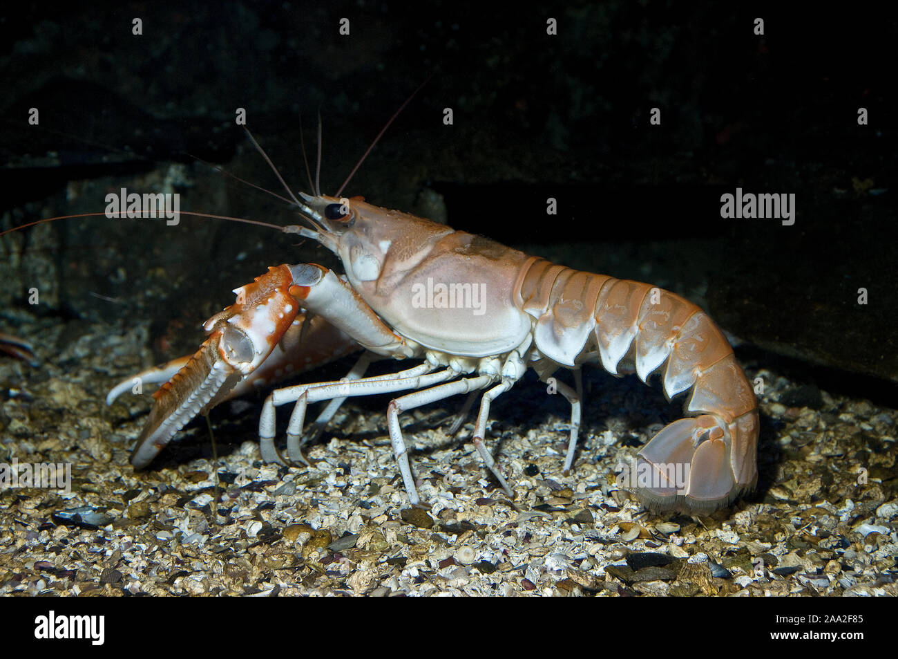 Nephros hi-res stock photography and images - Alamy