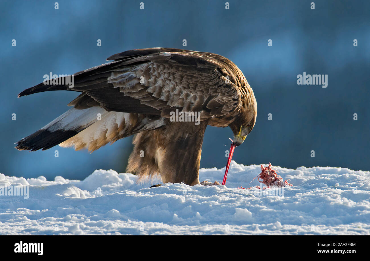 Golden eagle feeding Stock Photo - Alamy