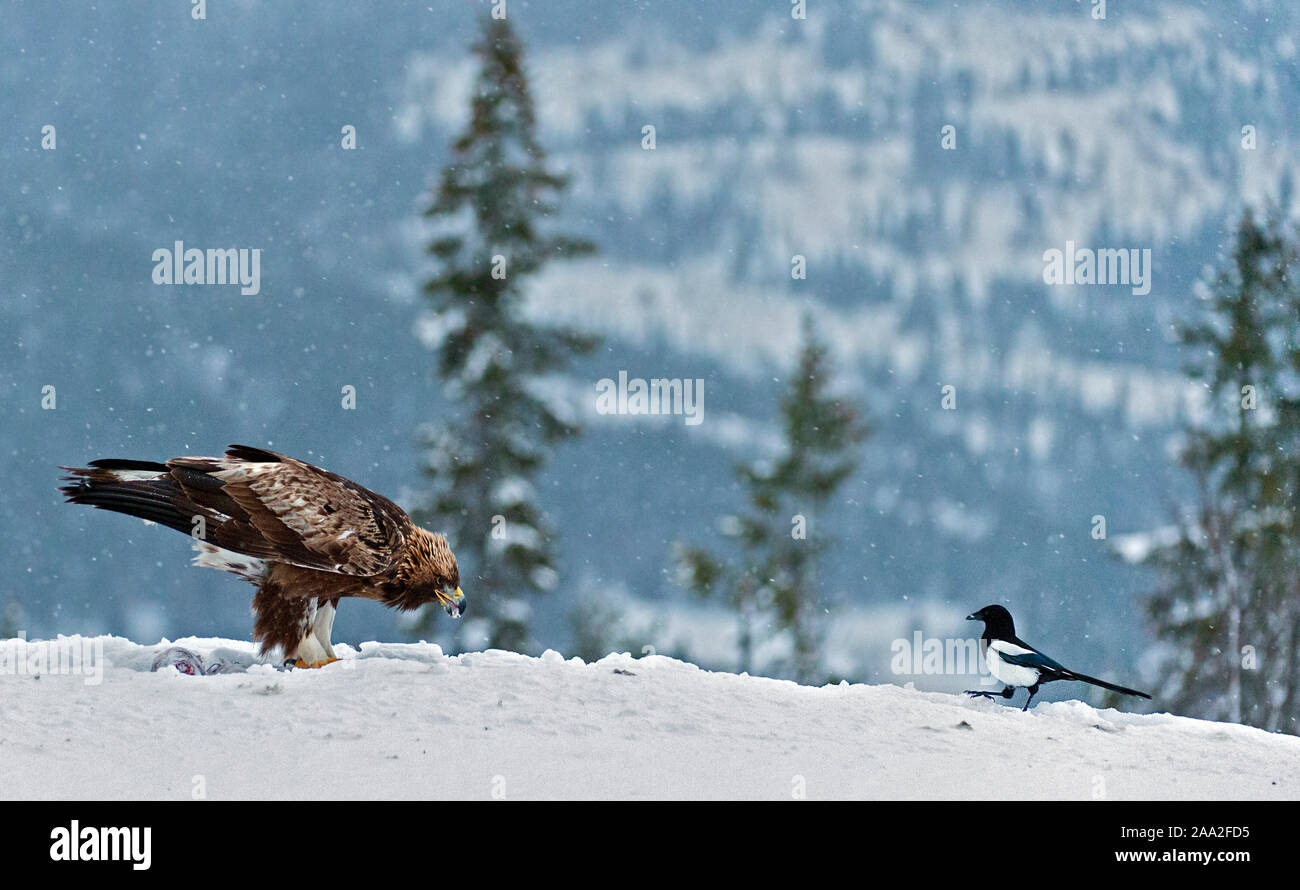 Golden Eagle and magpie, from Telemark, Norway Stock Photo - Alamy