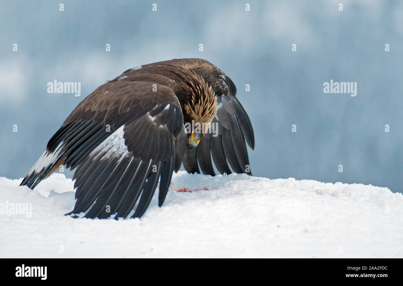 Aquilla hi-res stock photography and images - Alamy