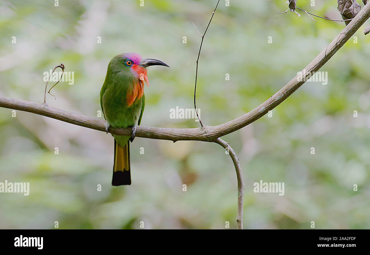 Red-bearded Bee-eater (Nyctyornis amictus) from Sepilok canopy, Sabah ...