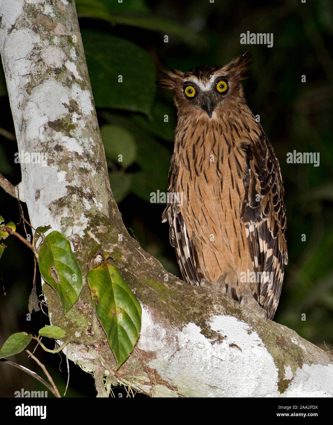 Malay fish owl (Bubo ketupu) from Tabin, Sabah, Borneo Stock Photo - Alamy