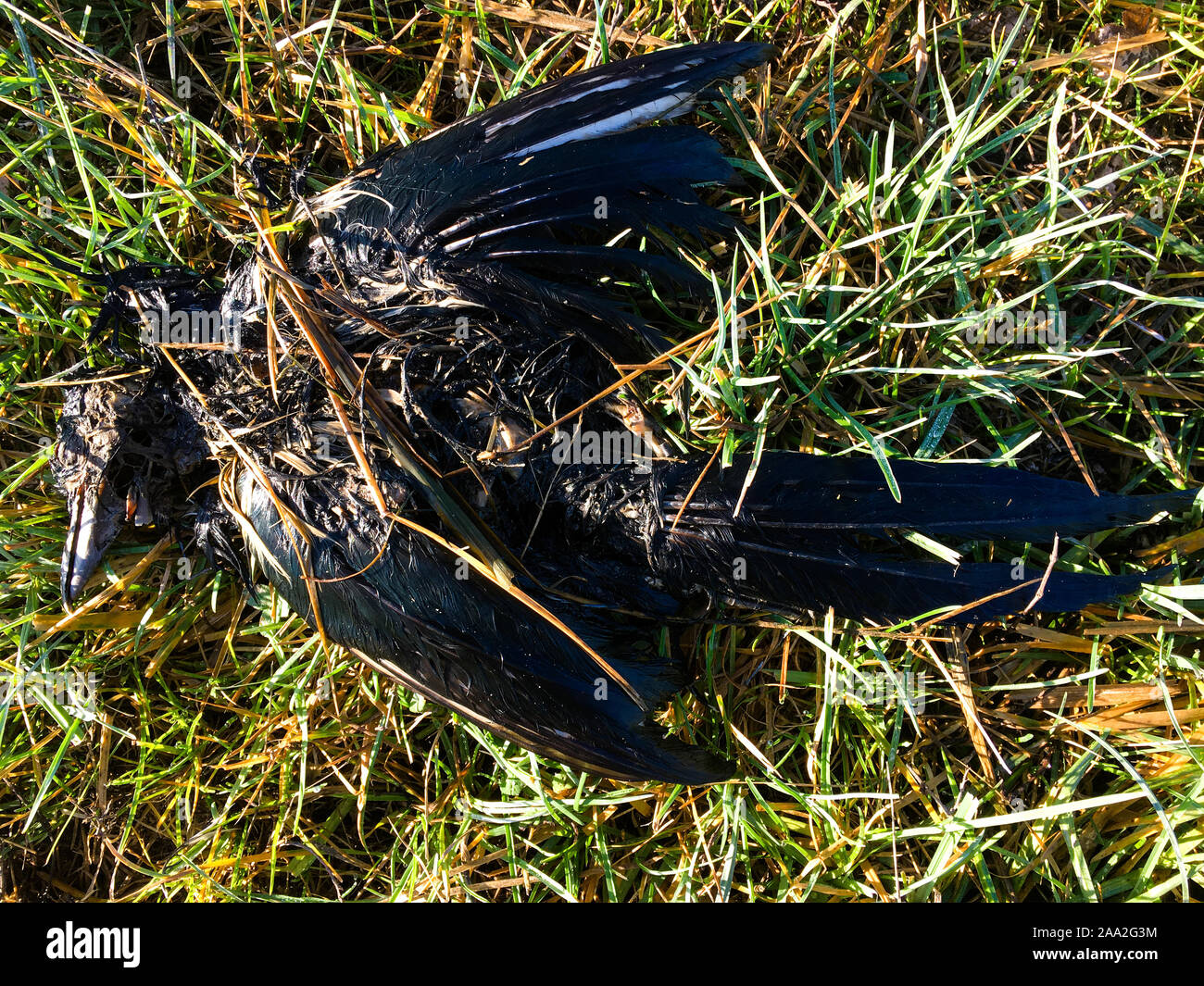 A closer look at the older corpse crows on the grass Stock Photo - Alamy