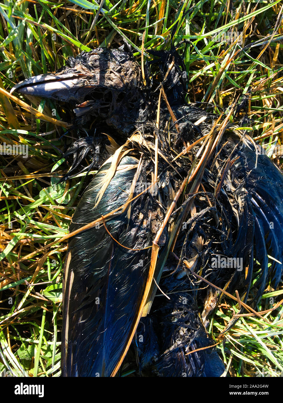 A closer look at the older corpse crows on the grass Stock Photo - Alamy