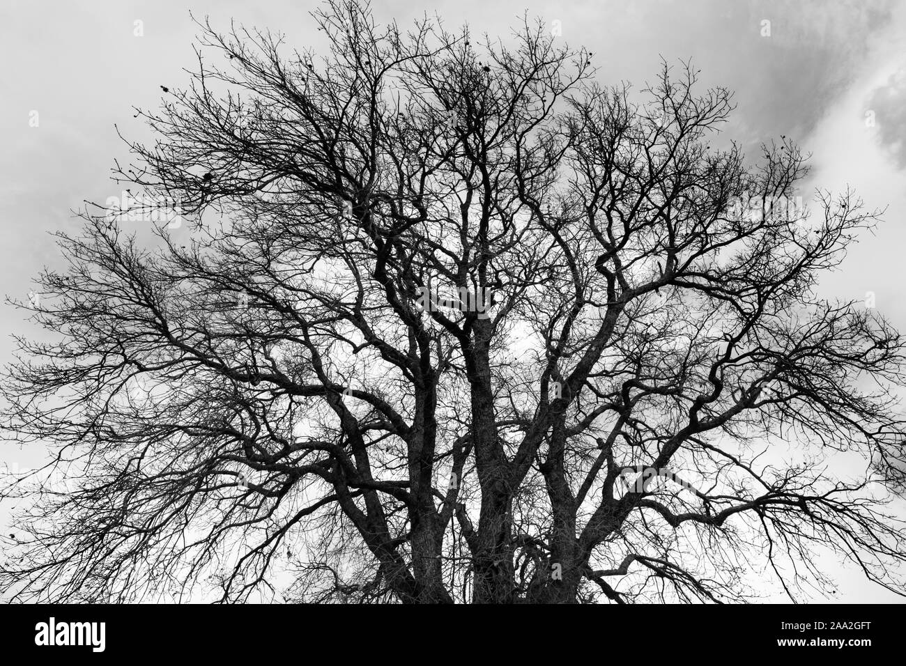 Natural landscape in black and white, bare tree Stock Photo - Alamy