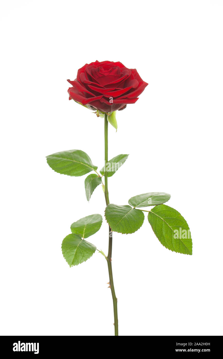 Red rose flower isolated on white background Stock Photo - Alamy