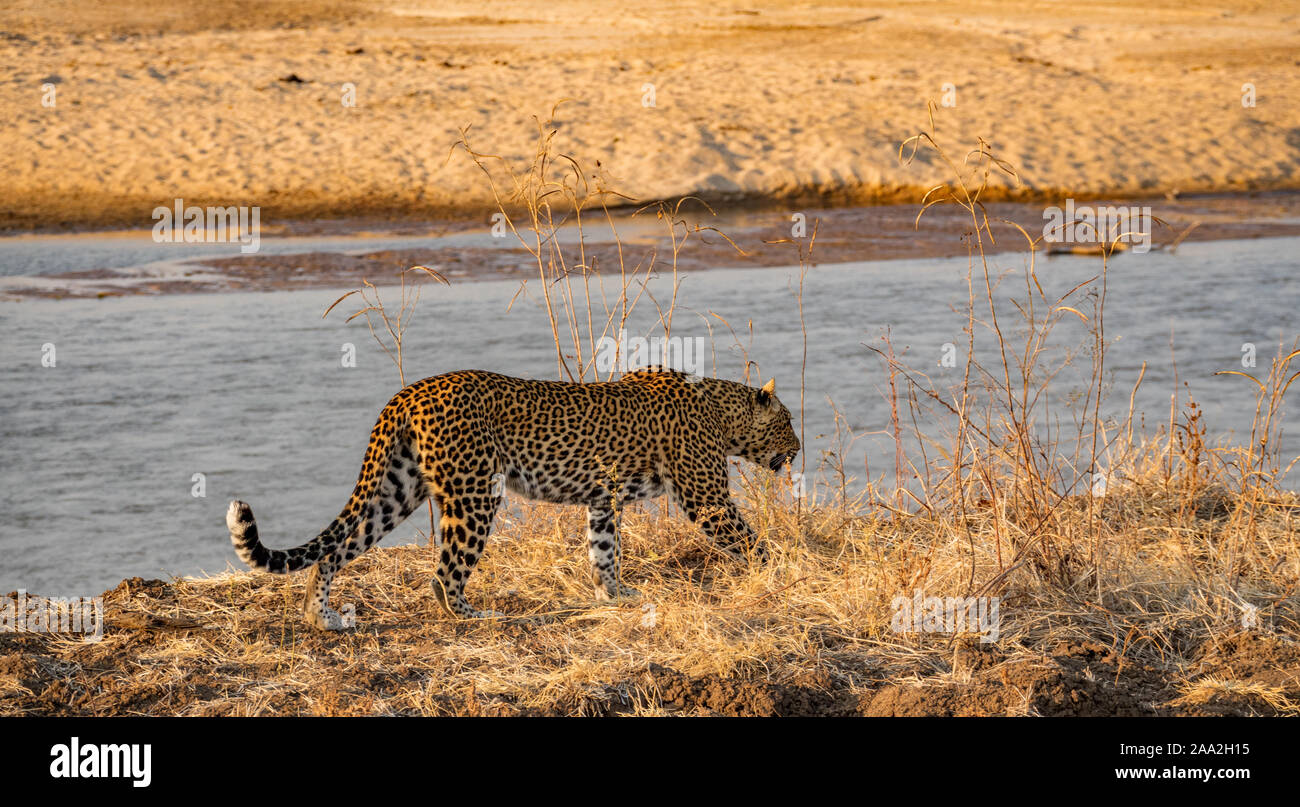 Leopard profile hi-res stock photography and images - Alamy