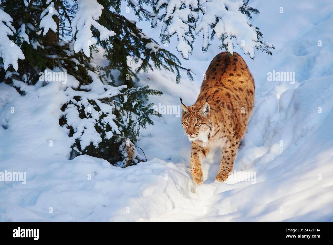 Eurasian lynx (Lynx lynx) in winter, captive, Bavarian Forest National ...