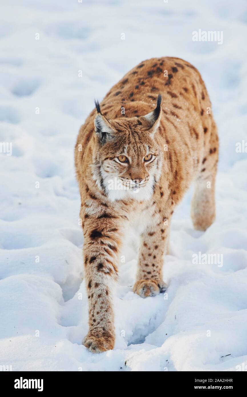 Eurasian lynx (Lynx lynx) in winter, captive, Bavarian Forest National ...