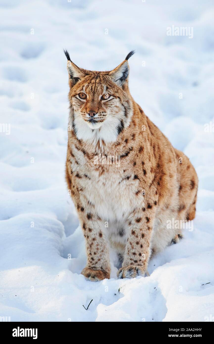 Eurasian lynx (Lynx lynx) in winter, captive, Bavarian Forest National ...