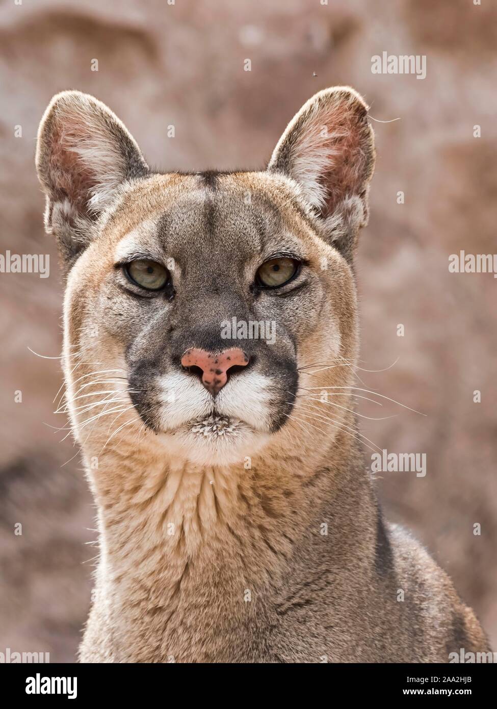 Animal peru peru animal hi-res stock photography and images - Alamy