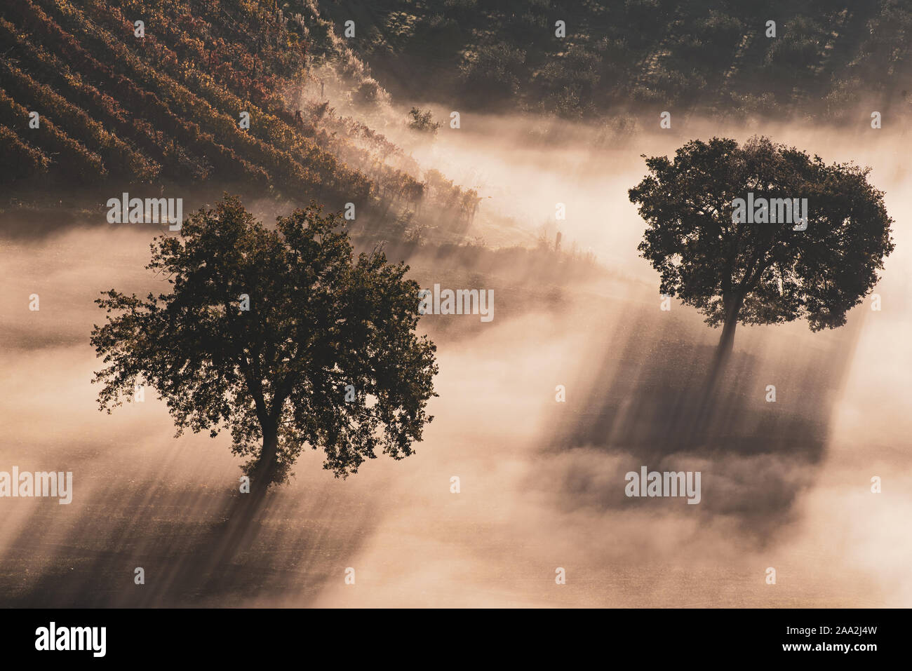 Two trees in the fog Stock Photo - Alamy