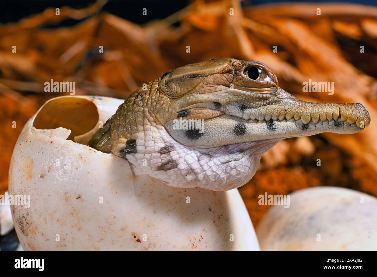 Crocodile egg hatch hi-res stock photography and images - Alamy