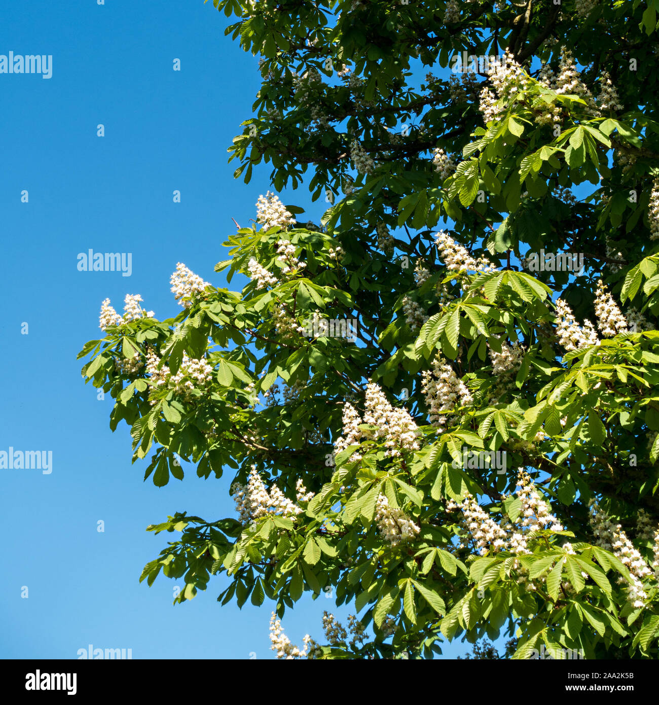 Horse chestnut tree hi-res stock photography and images - Alamy
