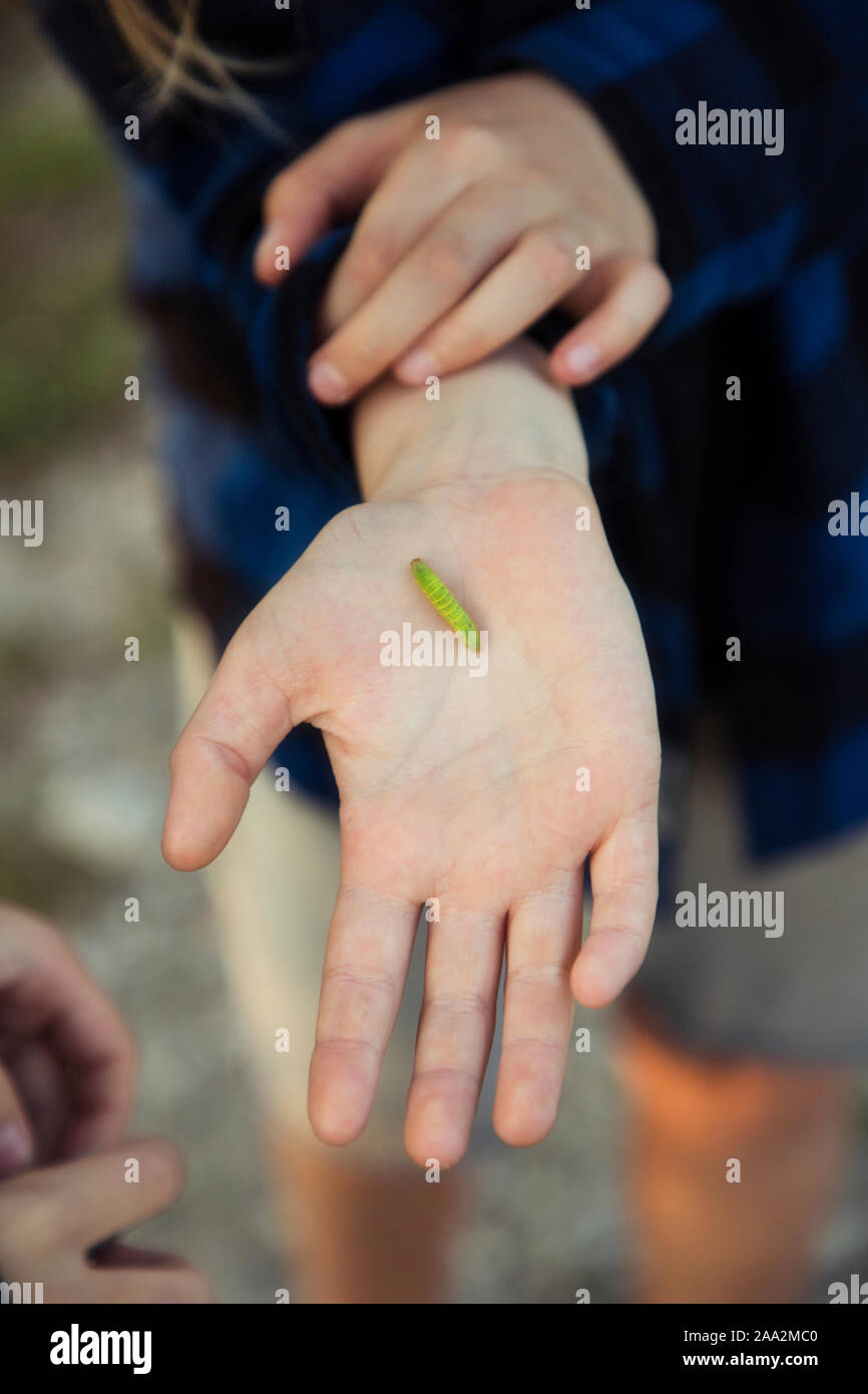 Person holding insect hi-res stock photography and images - Alamy