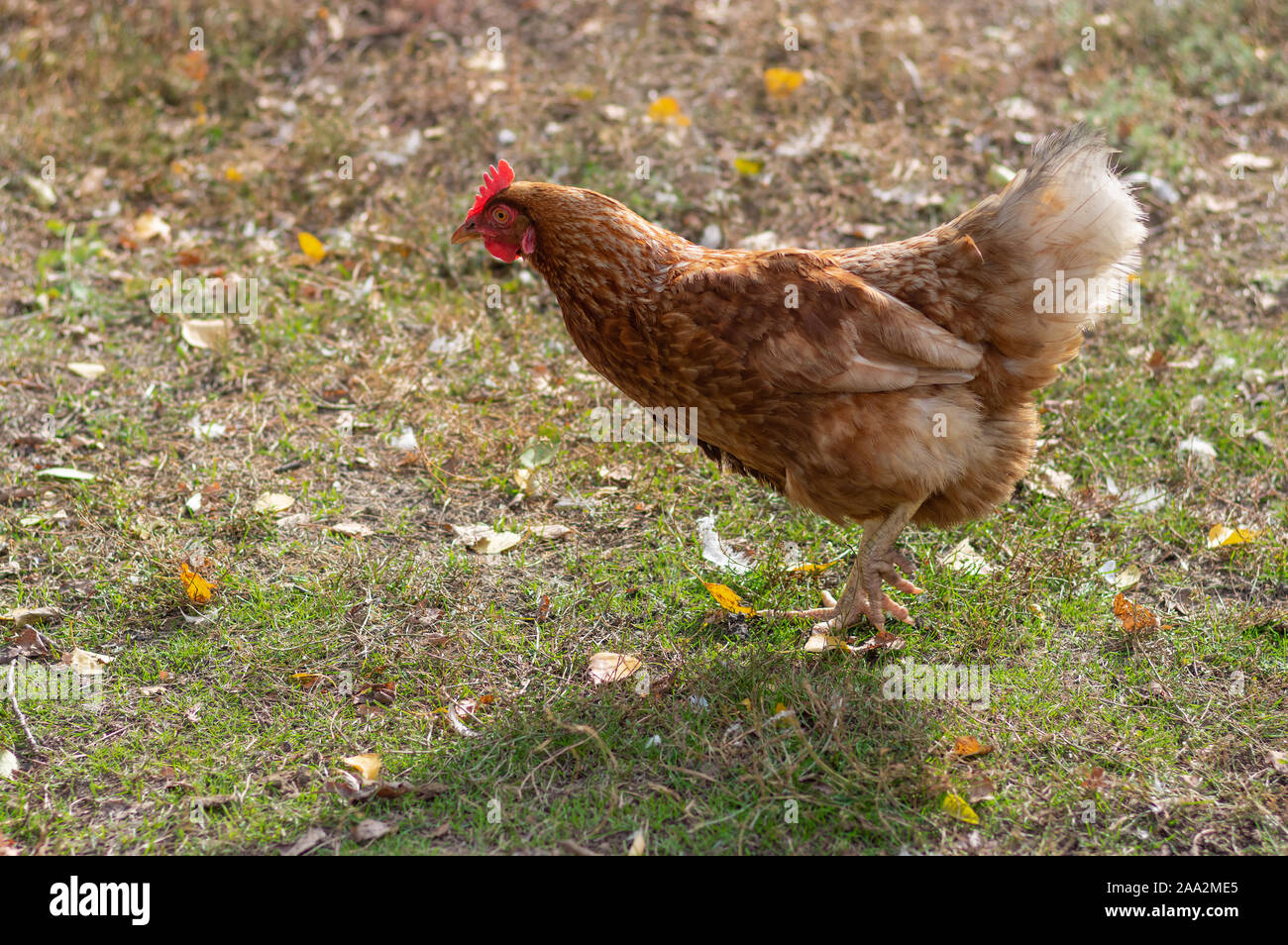 Laying hen walking lonely in poultry-yard at sunny day at fall season ...