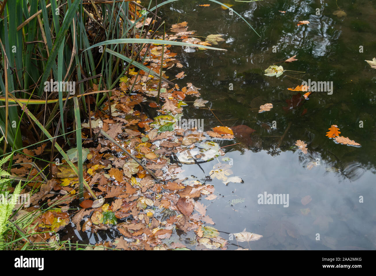 Dead reed leaves hi-res stock photography and images - Alamy