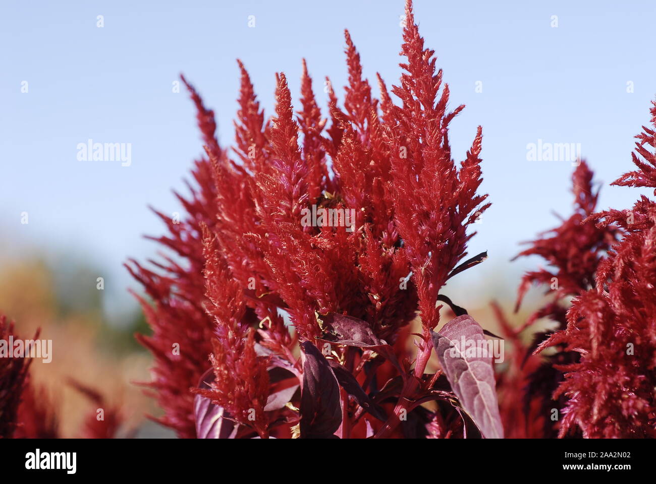 Red cockscomb hi-res stock photography and images - Alamy