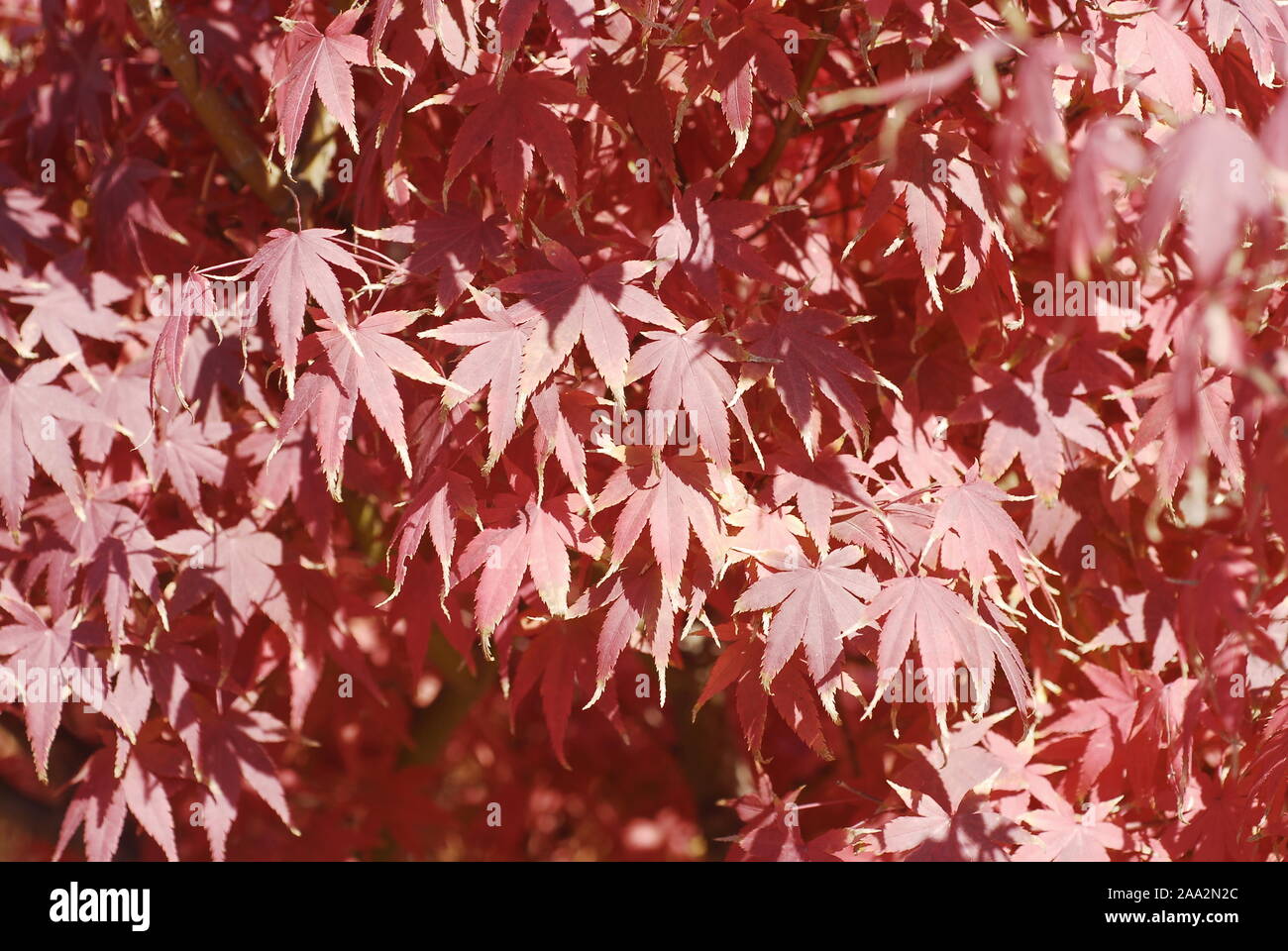 Maples maples maples maples leave hi-res stock photography and images ...