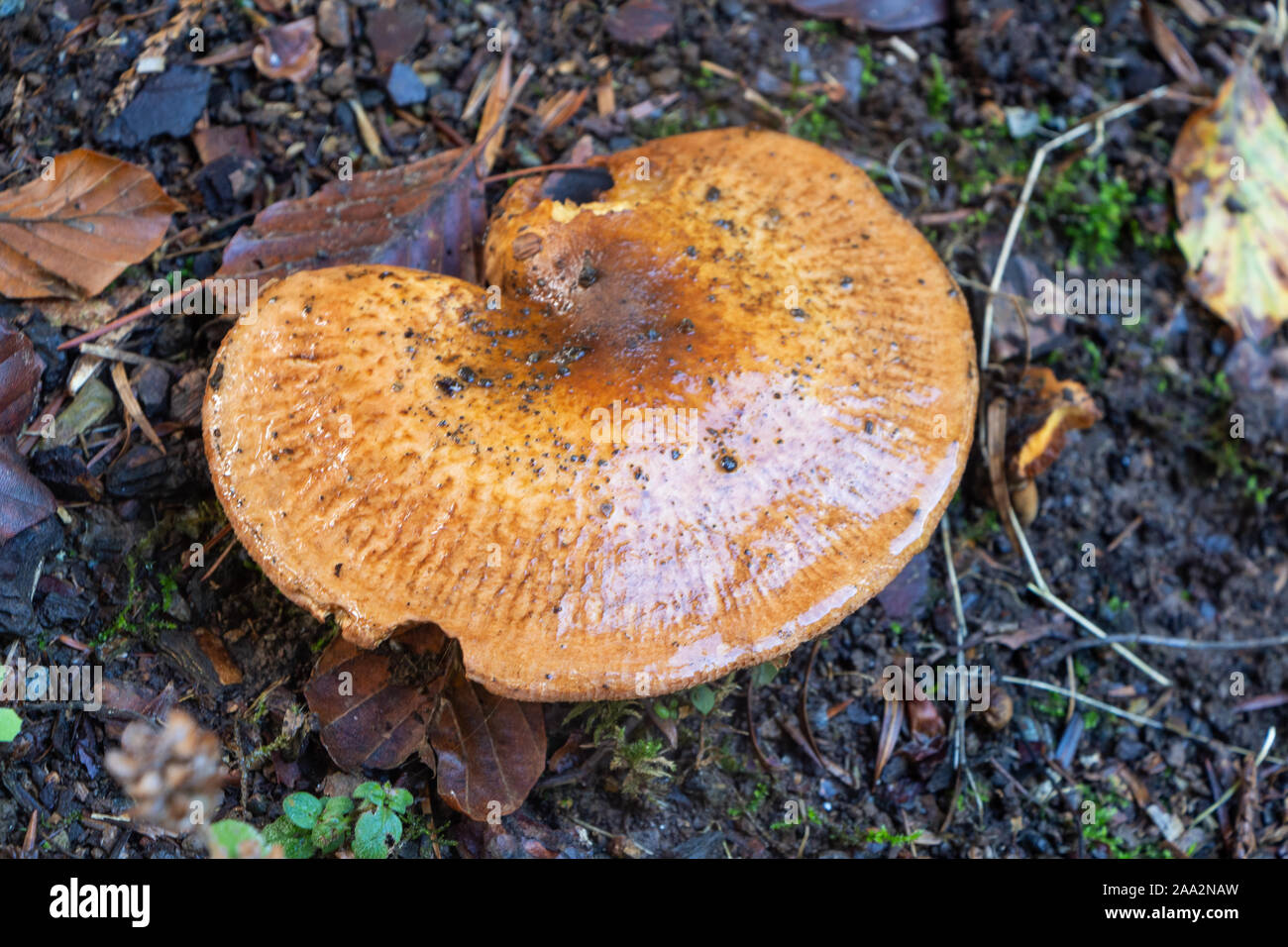 Milkcap mushroom hi-res stock photography and images - Alamy