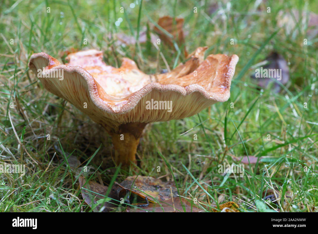 Milkcap mushroom hi-res stock photography and images - Alamy