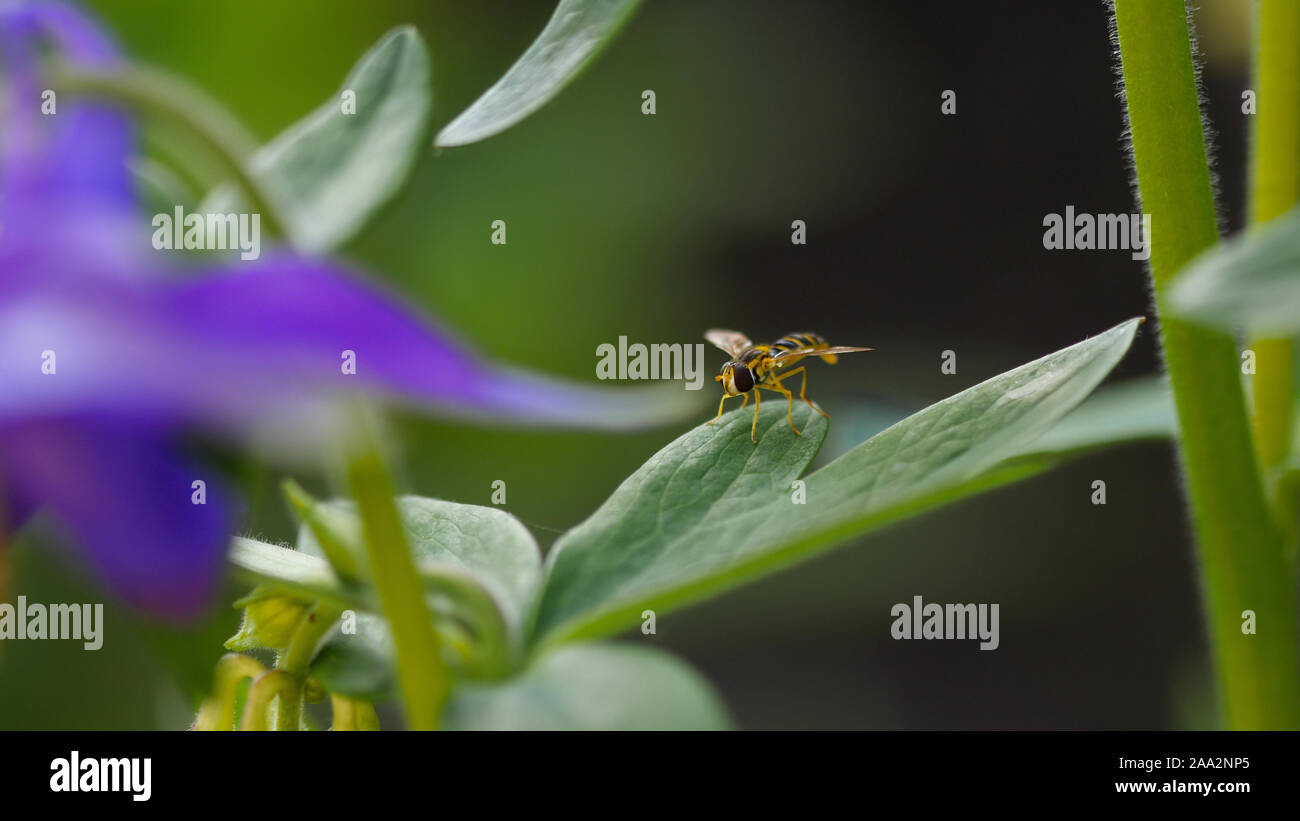 Insects flower flowers plant hi-res stock photography and images - Alamy