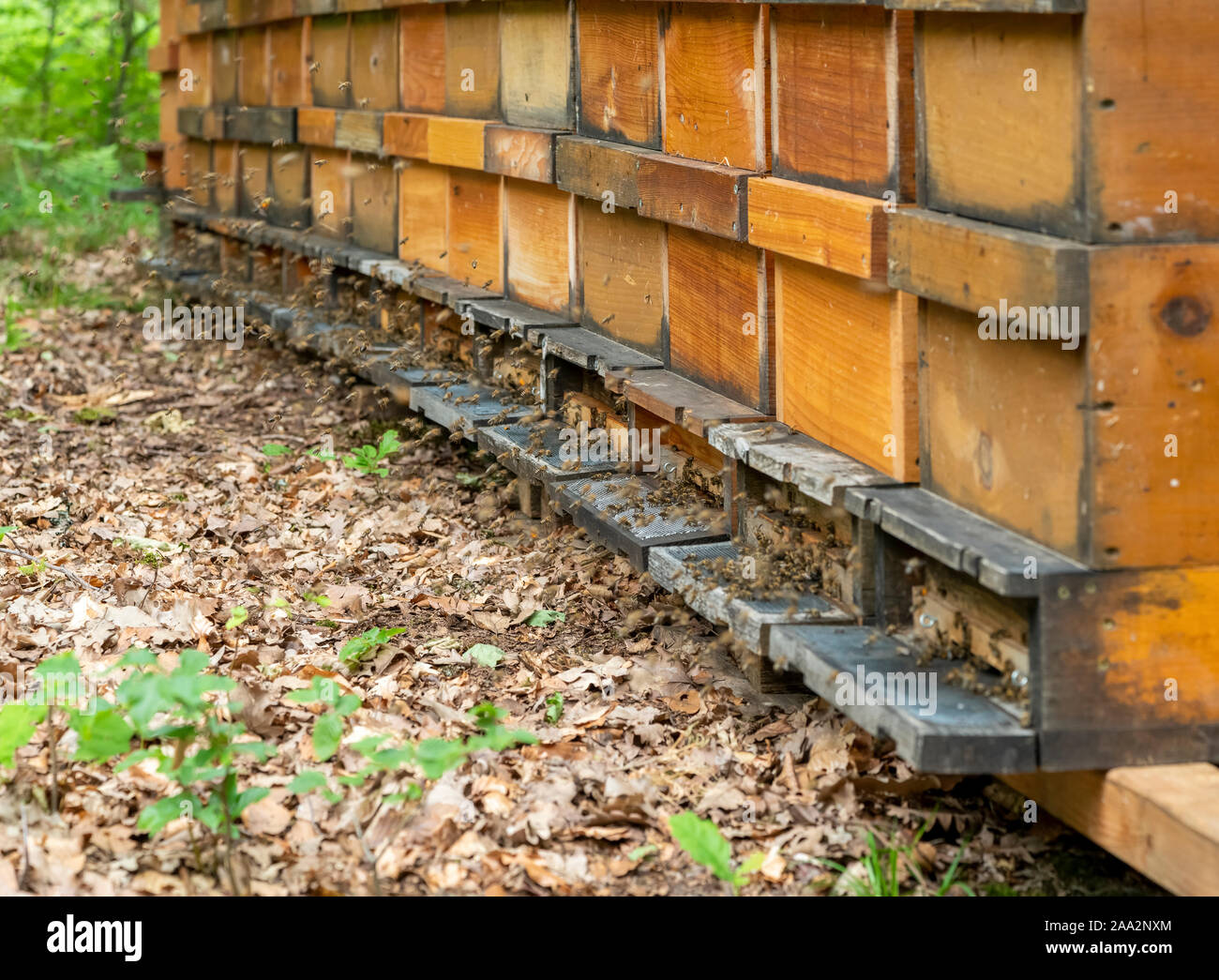 outdoor scenery including a bee yard and lots of bees Stock Photo - Alamy