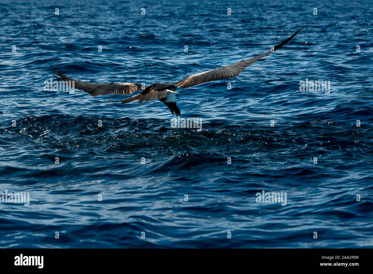 Frigate bird while flying in the sky background and catching a fish ...