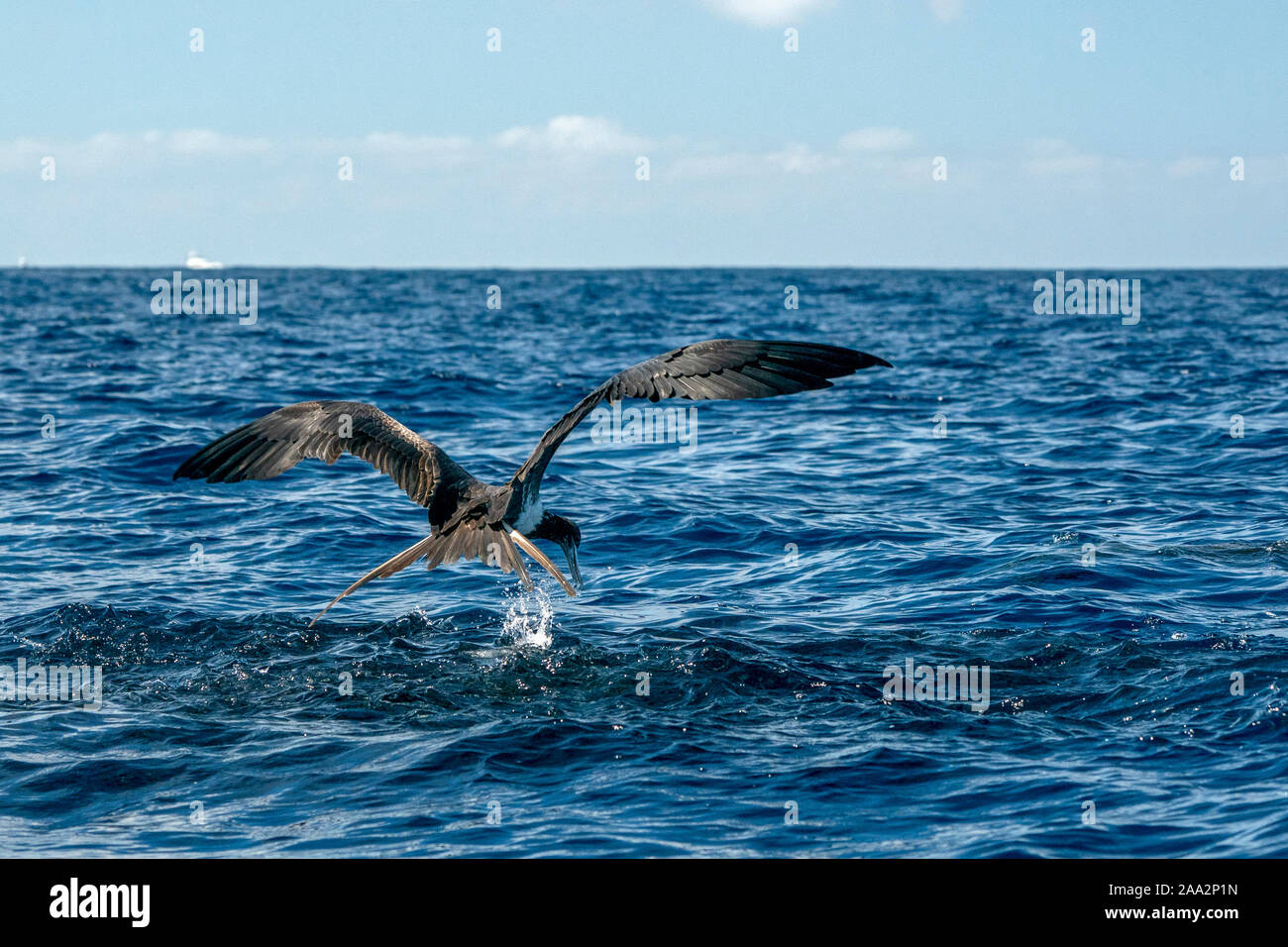Frigate bird catching fish hi-res stock photography and images - Alamy