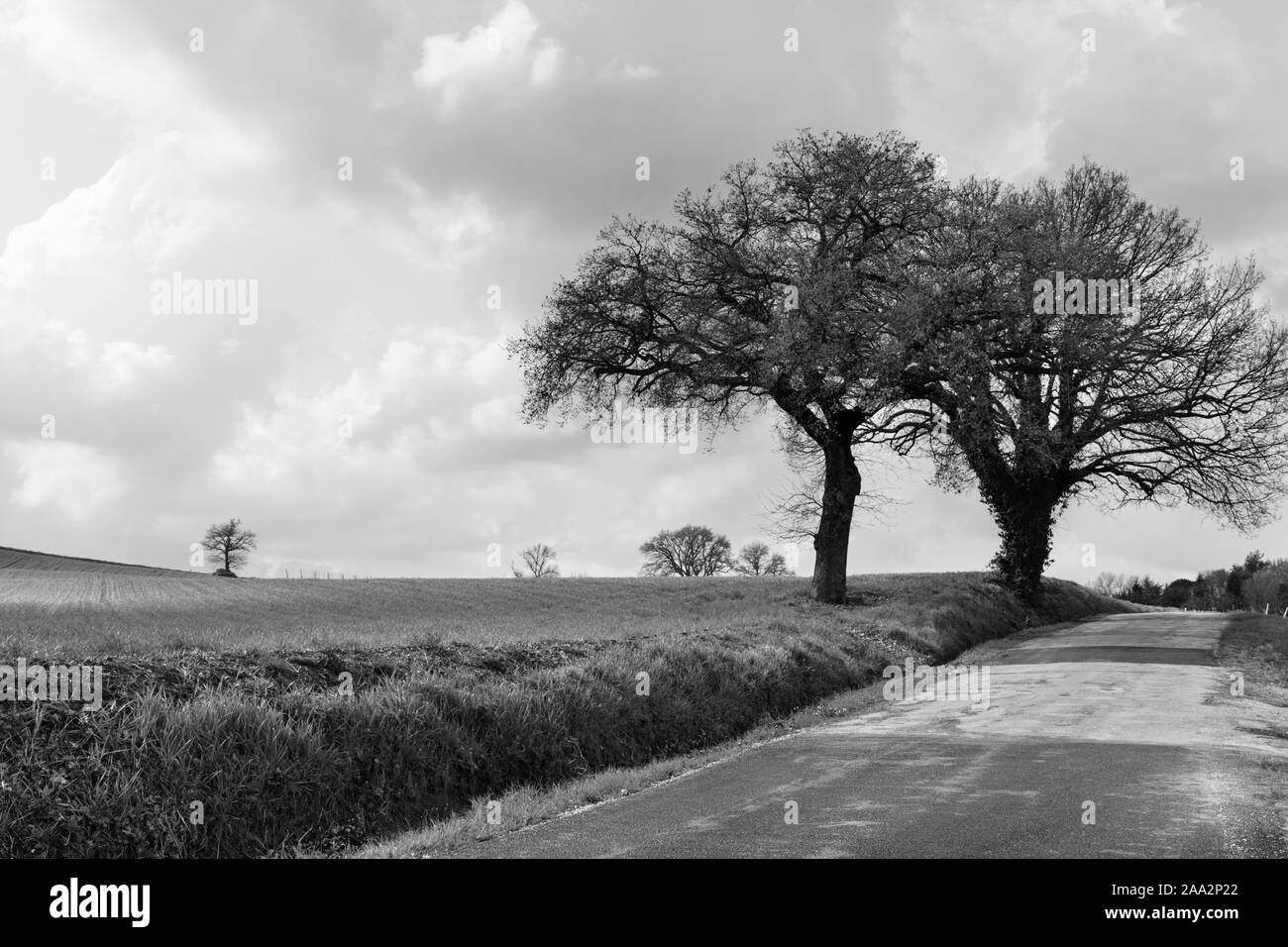 Rural landscape in black and white, country road and trees Stock Photo ...