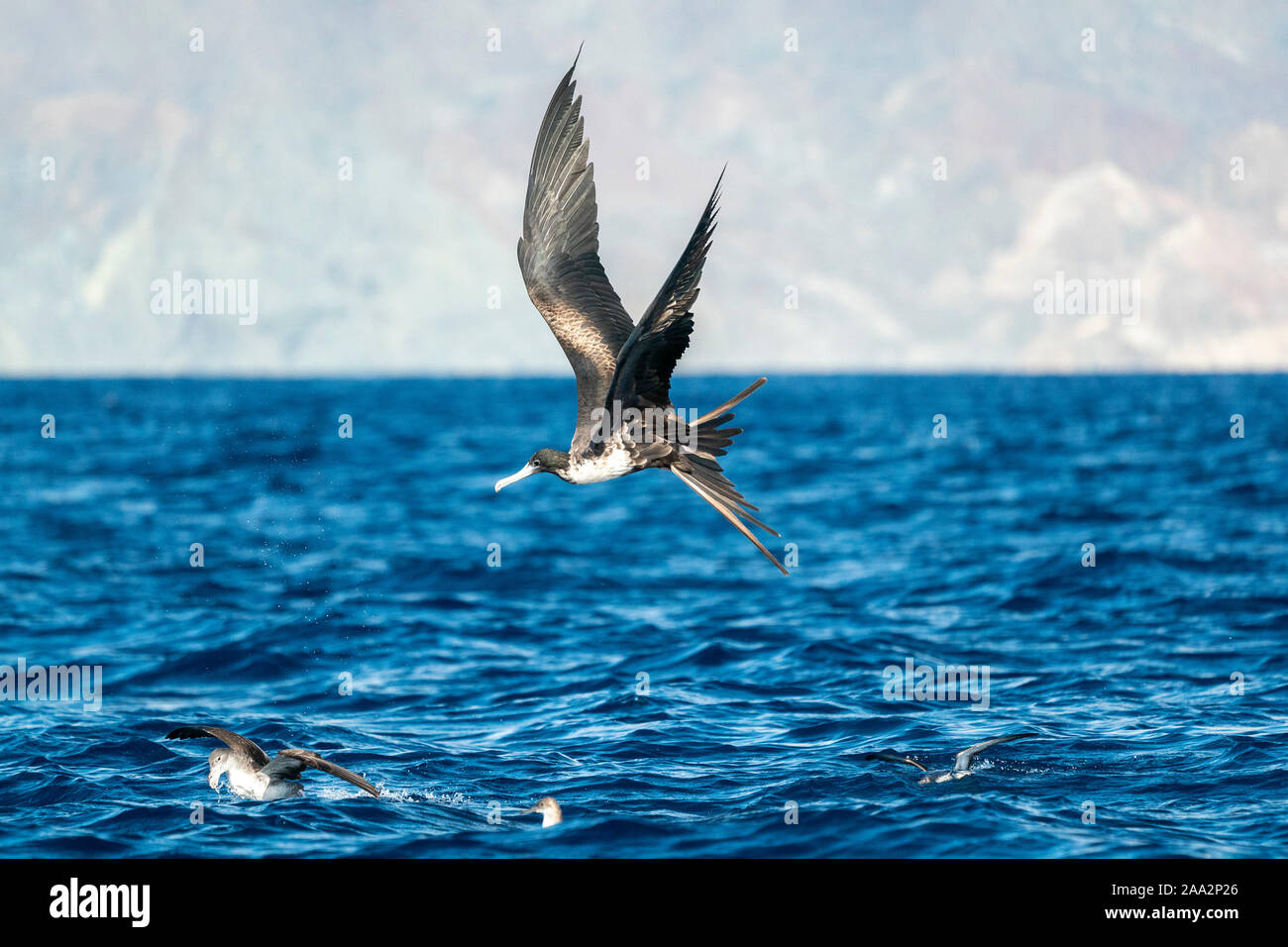 Frigate bird while flying in the sky background and fighting for a fish ...